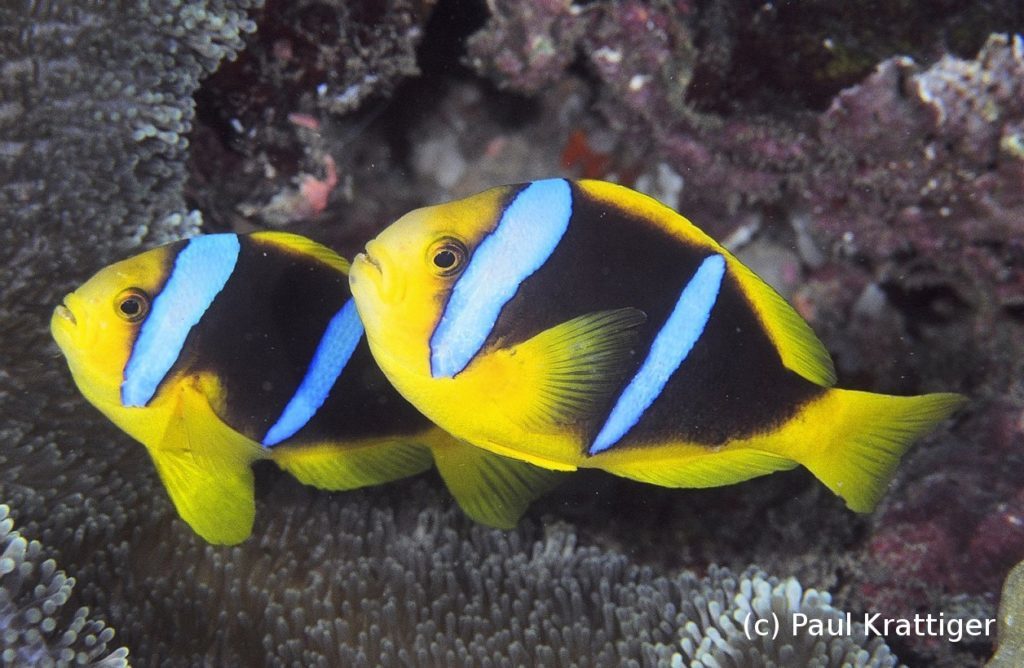 Fiji's Coral Coast - Fiji's Coral Coast